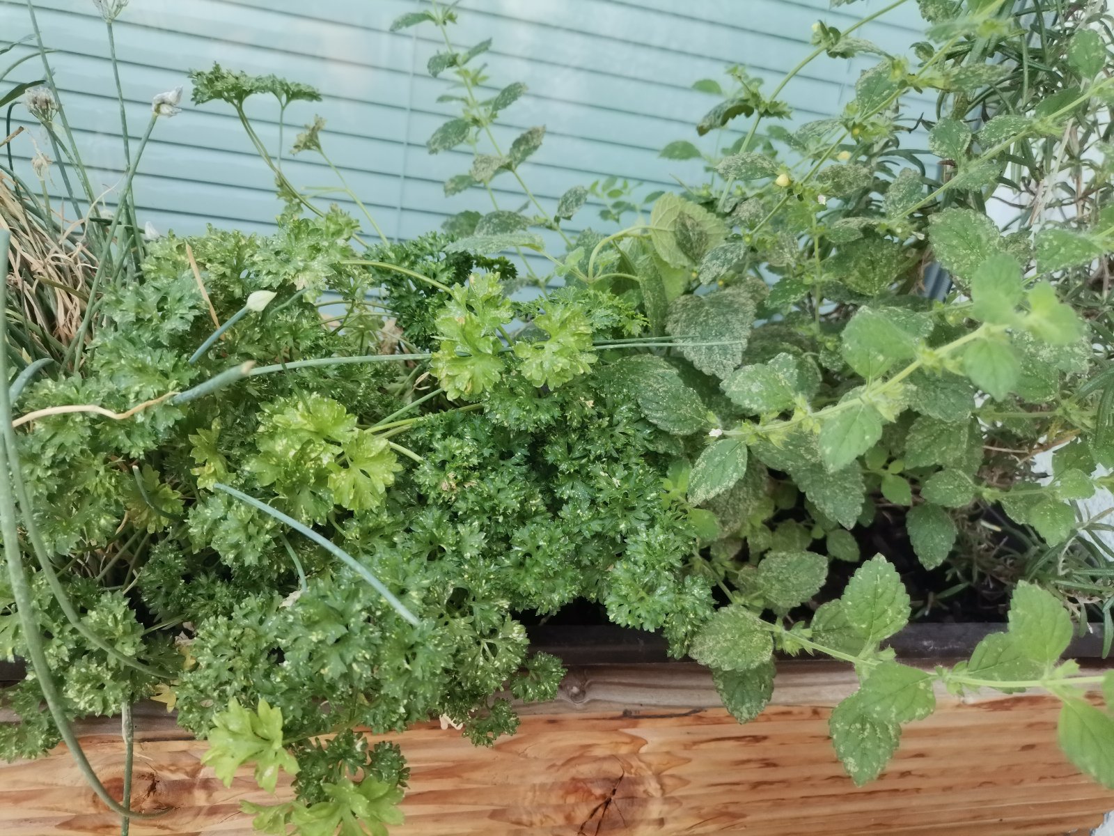 Fľaky na bylinkách - Modrý koník