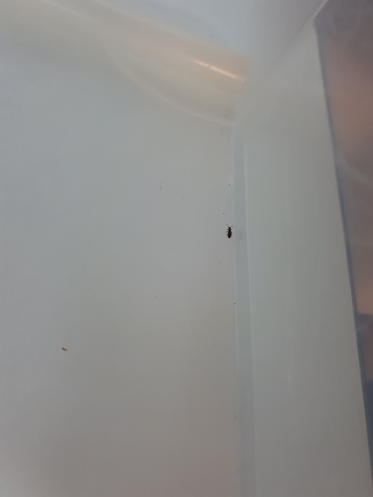 Chrobáky v byte - Modrý koník