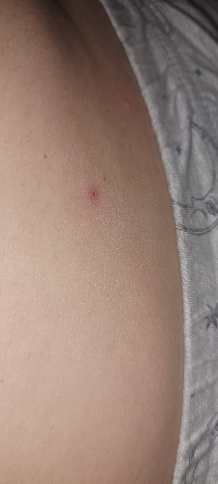 Kiahne v dospelosti - Modrý koník