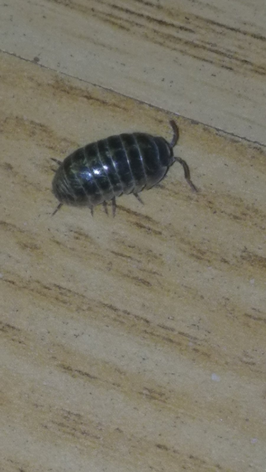 Aký chrobák je toto? - Modrý koník