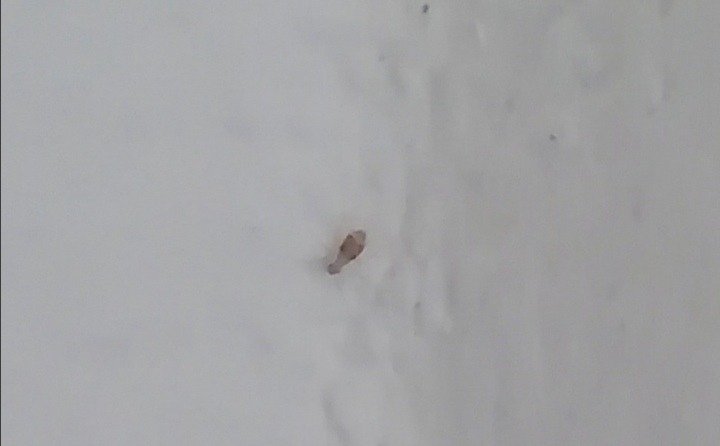 Je toto pisivka? - Modrý koník