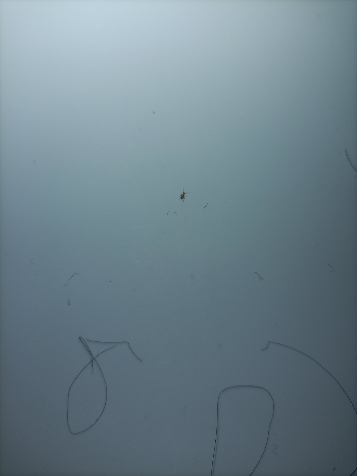 Aký je to hmyz? - Modrý koník