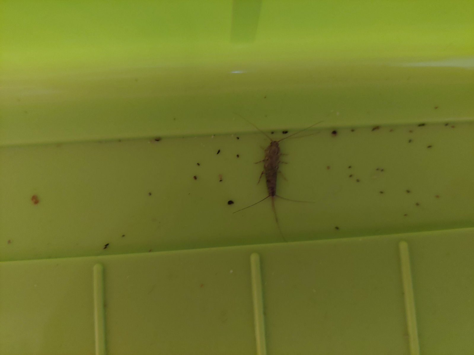 Aky je to druh chrobáka? - Modrý koník