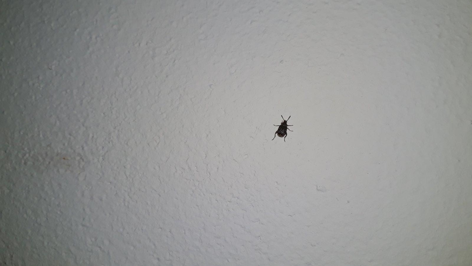 Chrobáčiky v byte - Modrý koník