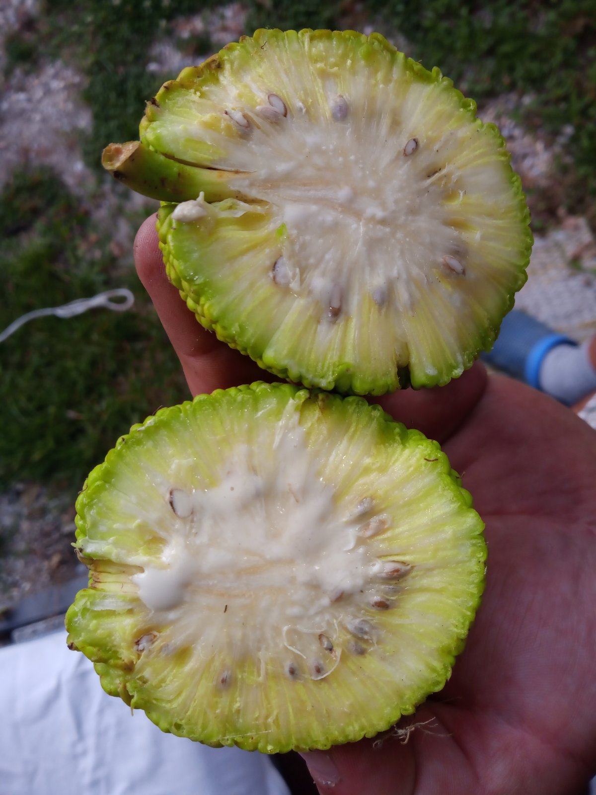 Čo je to za plod? - Modrý koník