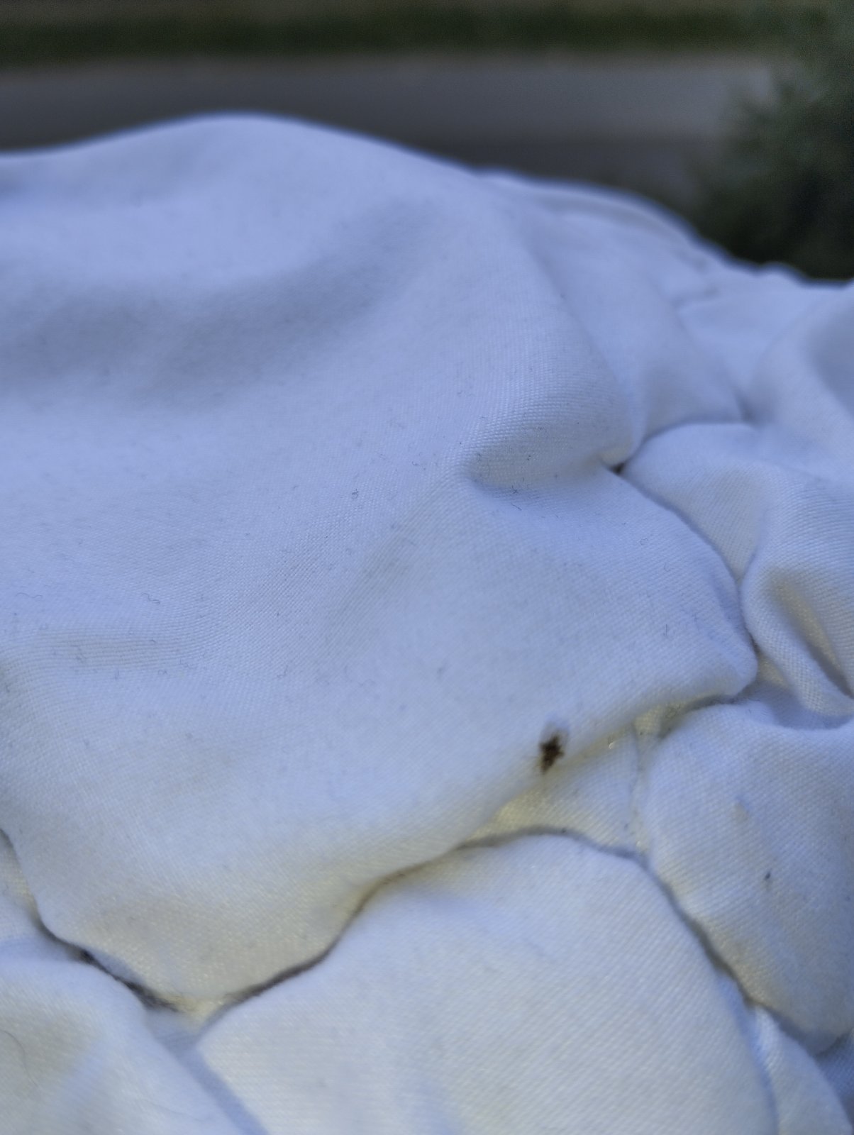 Je to blcha alebo ploštica? - Modrý koník