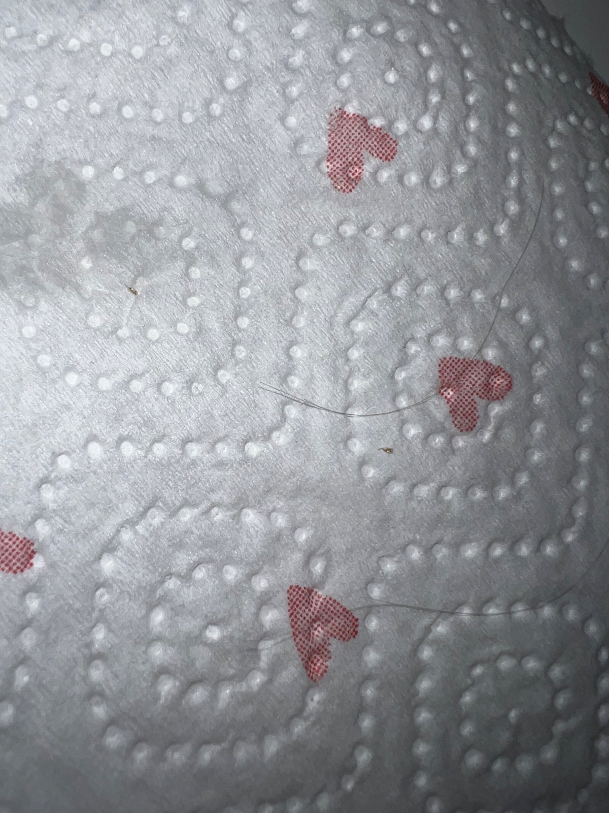 Je toto už vyliahnutá hnida? - Modrý koník